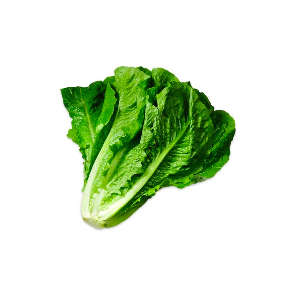 Buy Organic Lettuce Romaine United Arab Emirates - Shop On The Fresh ...